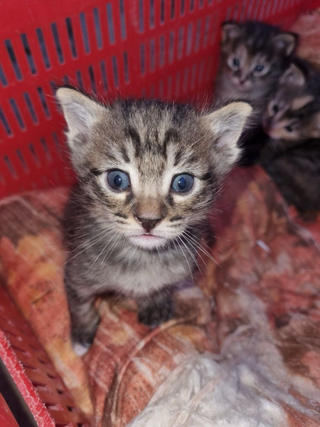 Отдадим котят с кошкой в хорошие руки