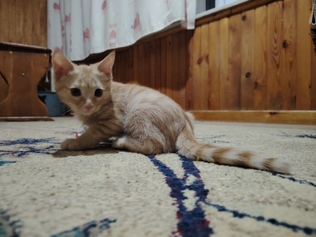 Котенок в добрые руки