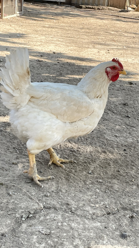 Broller 4-4.5 kg