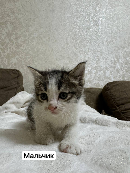 Котята здоровые 1,5 месяца чистые активные