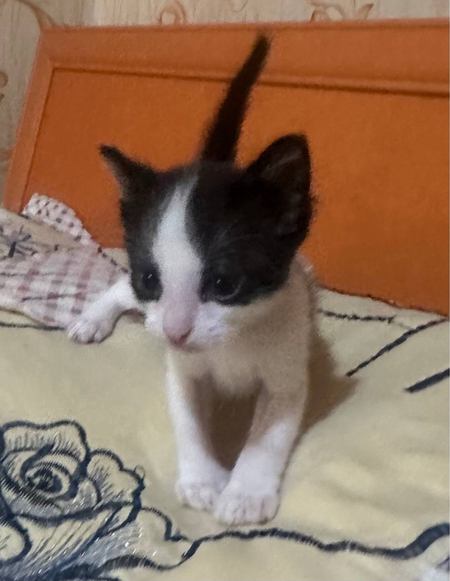 Котята даром