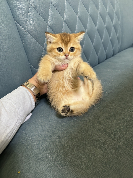 Золотоя шиншила