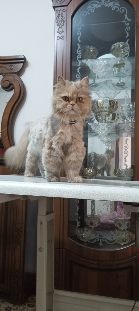 Mushuk sotiladi.