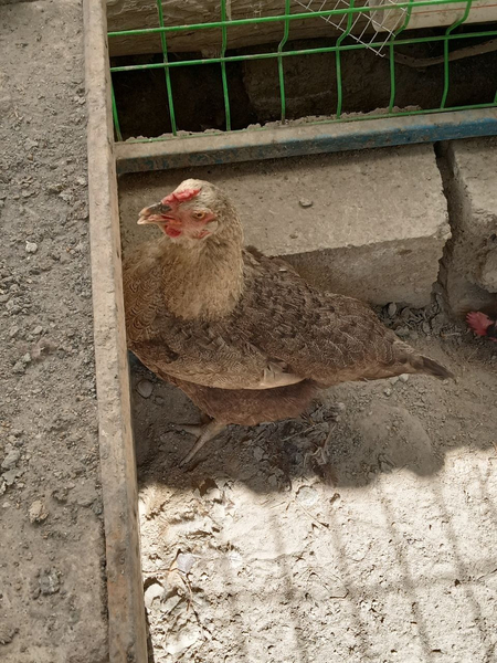 Tovuqlar va xòrozlar sotiladi