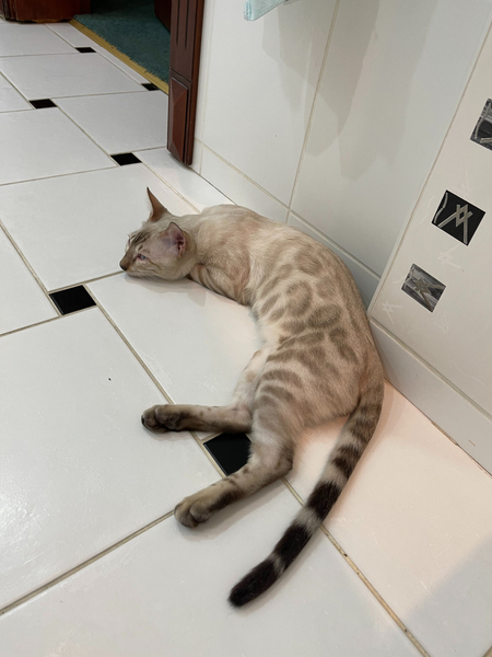 Бенгальские котята