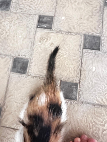 Котята шустрые уже 3 месяца