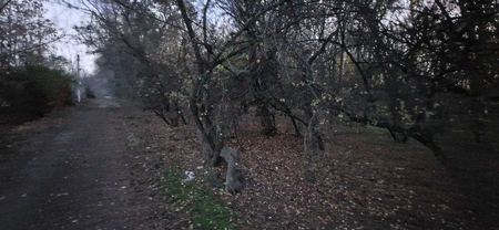 Dacha sotiladi. O'rmon ichida