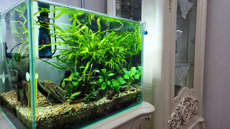 Аквариум Akvarium