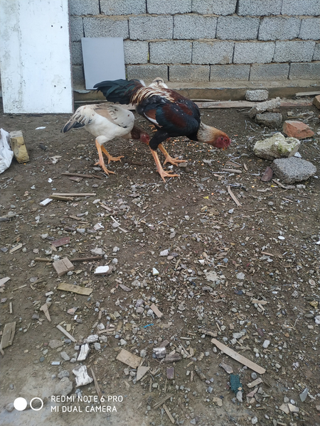Zotdor xoʻroz tovuqlar sotiladi