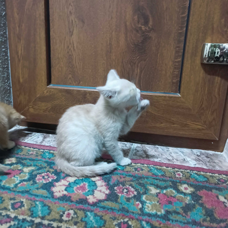 Продается котенок!