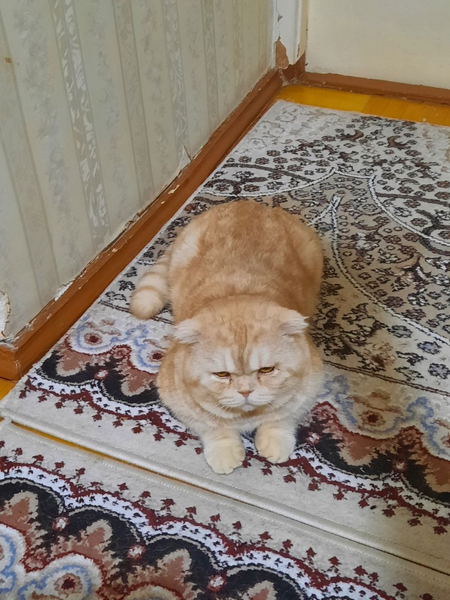 Кот скоттиш фолд, родословный,  ищет подругу для вязки