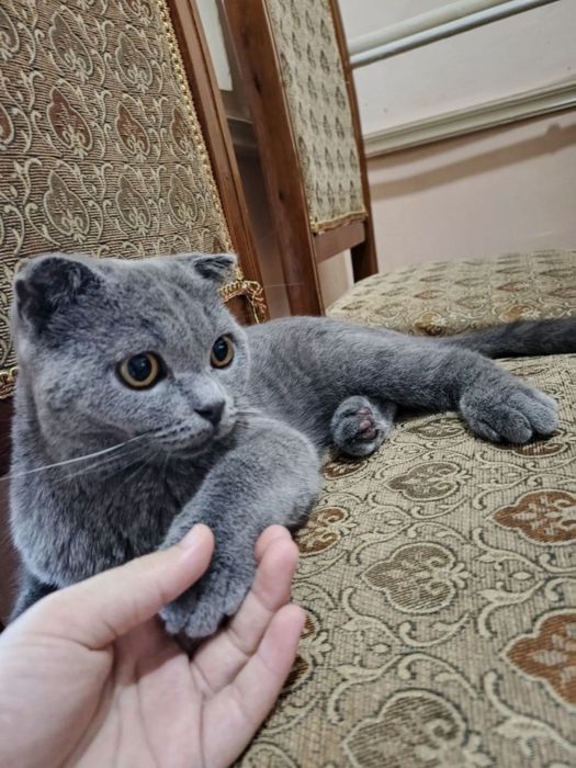 Scottish fold чистокровный