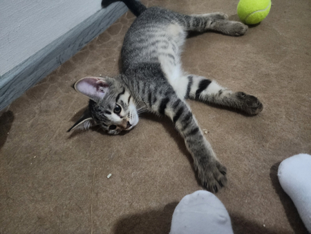 Котёнок родился в мае