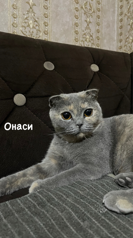 Мушучала сотилади !!!