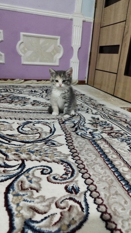 Котята Скотиш фолд и страйт