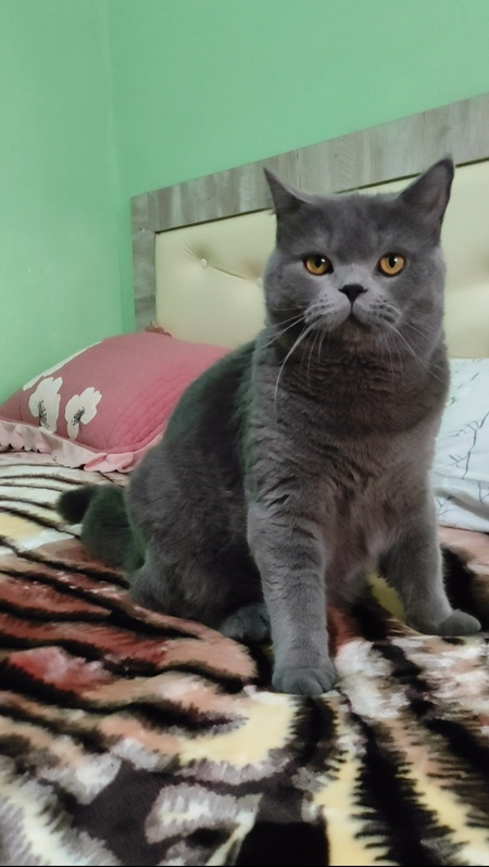 Кот на вязку SOTILMIDI Vyaska (nasl olishga)