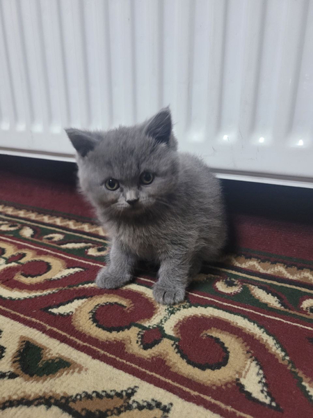 Скотиш страйт