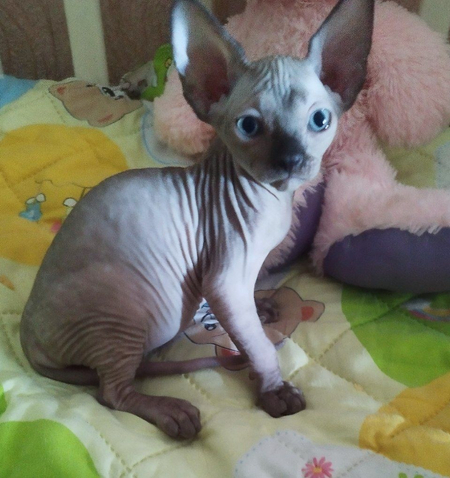 Котёнок канадского сфинкса, мальчик