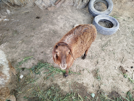 2 Кошкар сатылады
