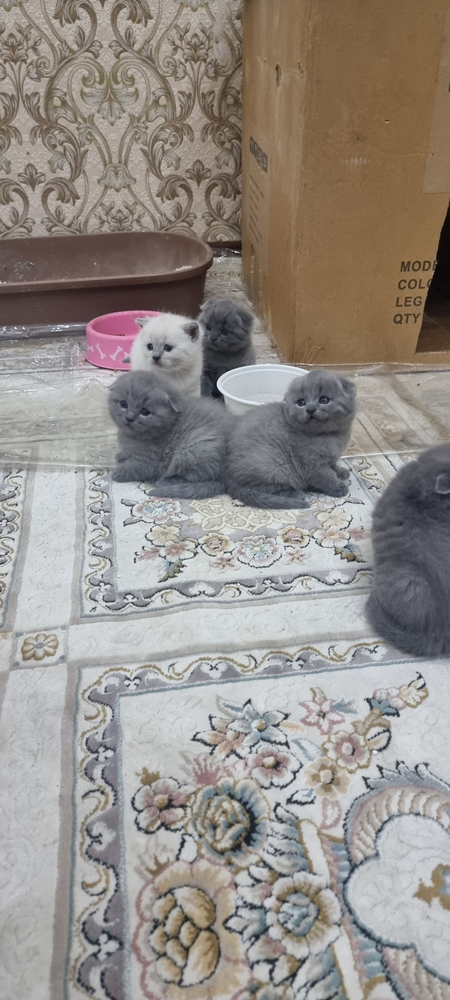 Продаётся пародистийе катята
