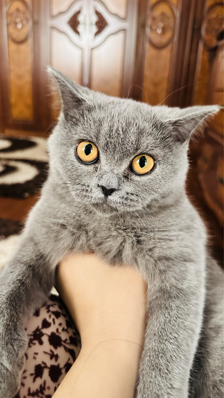 Scottish fold mushuk