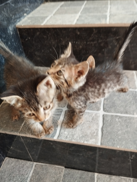 Котенки... 2- месячные...