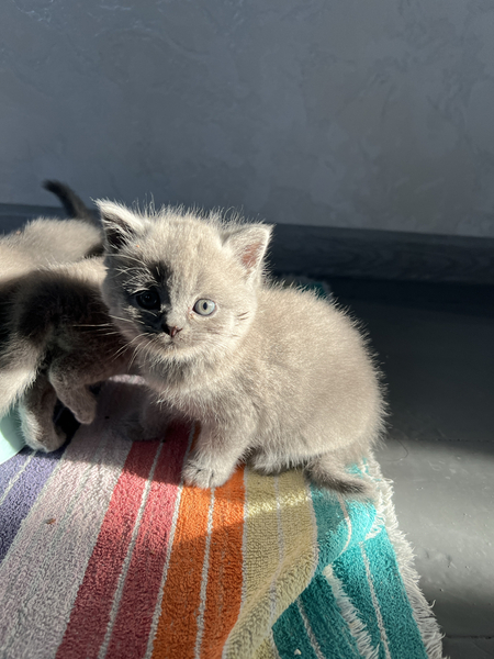 котята скотиш страйт