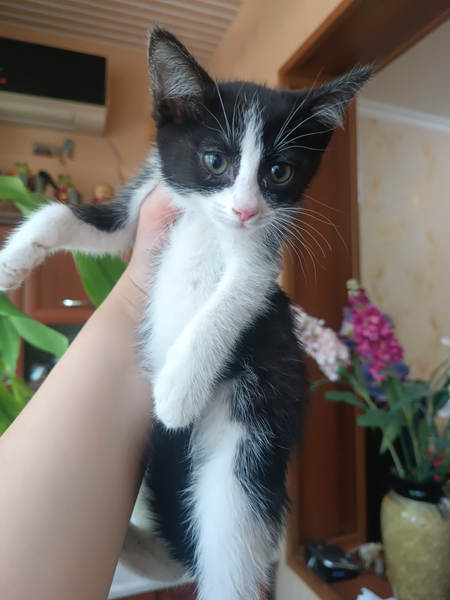 Котёнок в ответственные руки !