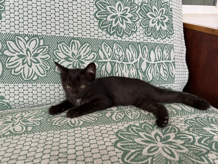 Котёнок, девочка, 2,5 месяца