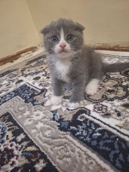 Scottish fold skottish fold mushuk sotiladi скоттиш фолд чистокровный