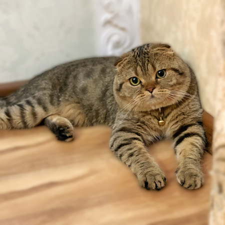 Вязка Кот Шотландский вислоухий
