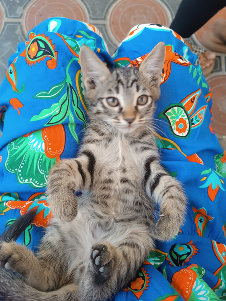 Отдам котят в хорошие руки