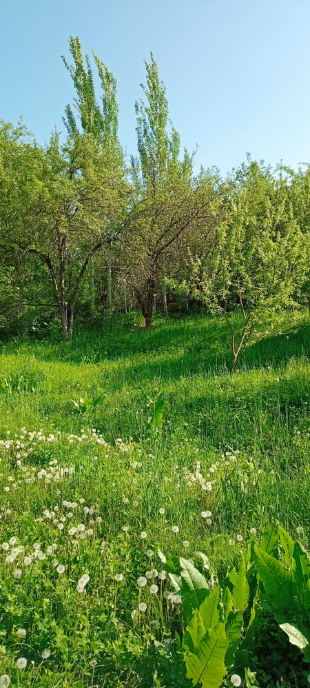 Старый дача продается