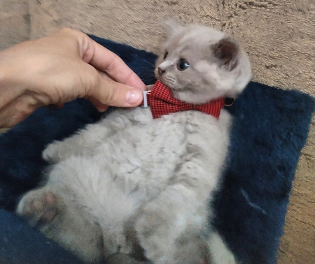 Котята Скоттиш 1.5 мес!