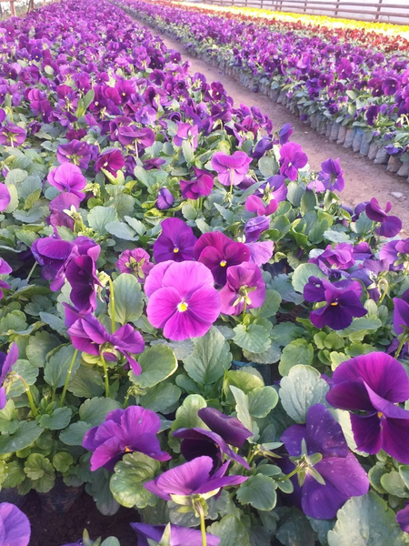 Viola F1 gullarimiz sotuvda