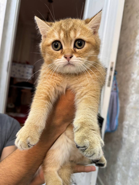 Britanskiy gold shinshilla