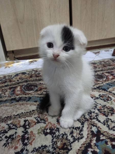2oylik Turkish angora va skotish fold