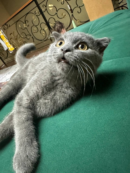 Скотиш фолд мальчик 3 месяца