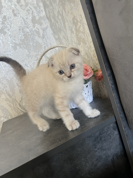 Продаются плродистые котята Скоттиш фолд мальчик и девочка 2 месяца