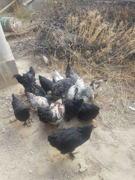 Продаю домашние куры