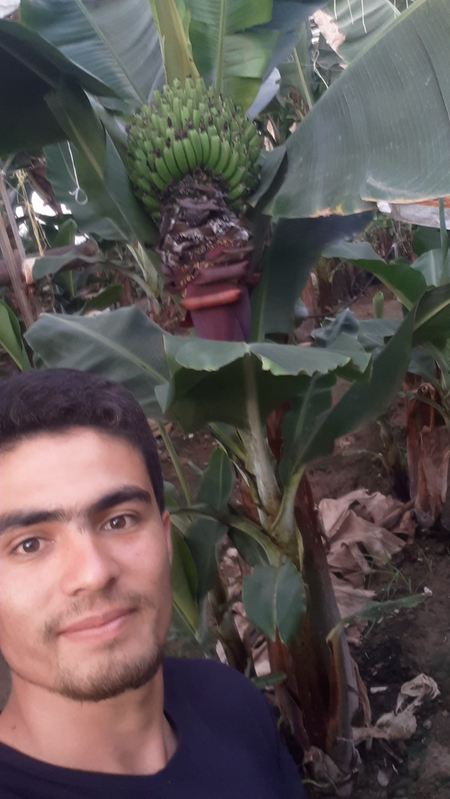 Banan ko'chatlar
