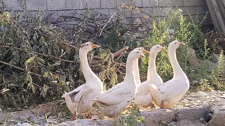 Gozlar sotiladi 150 mingdan