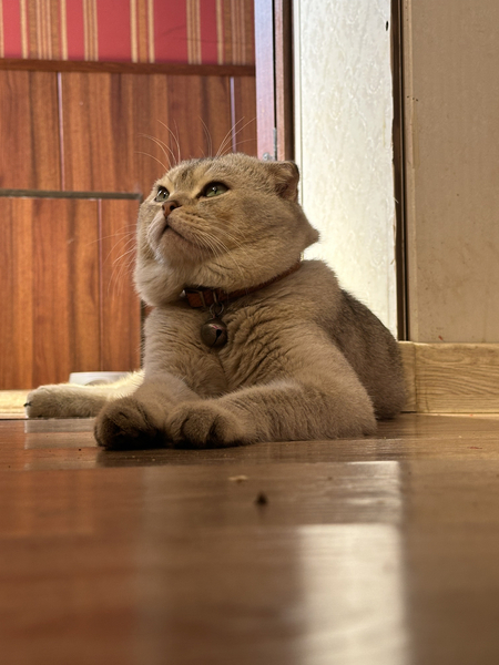 Вязка кот серебро фолд
