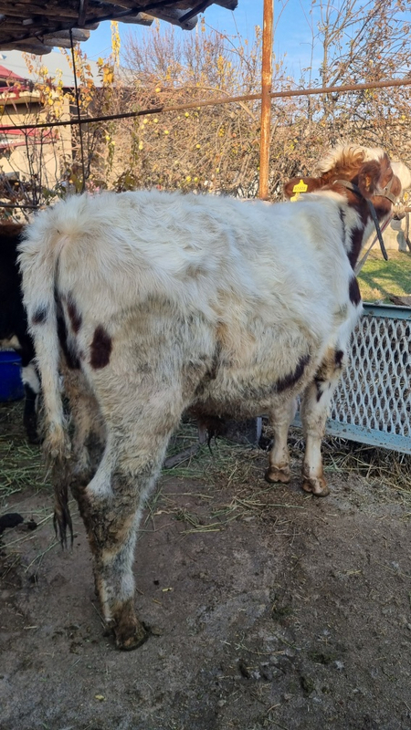 Toza simmental buqacha sotiladi!!!симментал