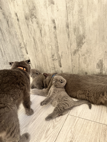 Котята Скотиш фолд