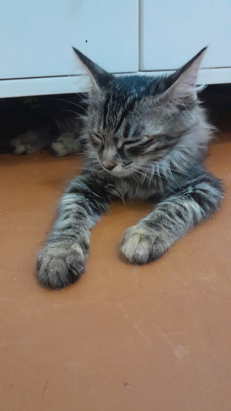 Чисто Сибирский котенок