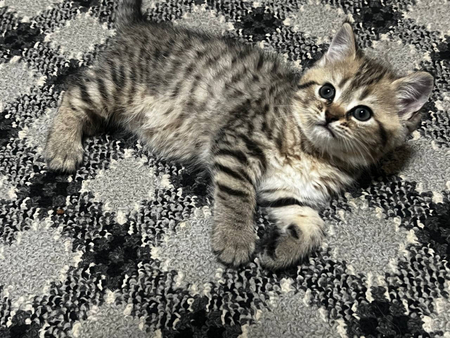 Продается котёнок скоттиш страйт. Девочка