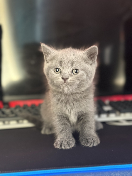 Кот британский