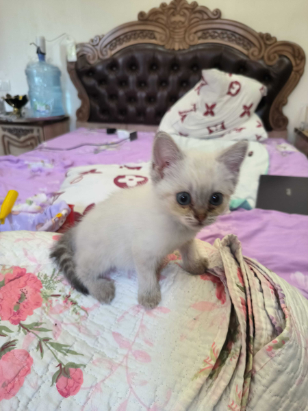 кошка-котёнок окрас 