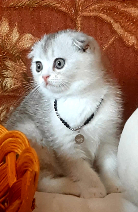 Скоттиш фолд мальчик
